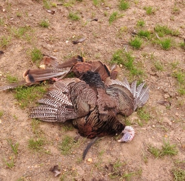 Twisting Creek Photo Gallery | 2020 Turkey Season | Jim Shealy